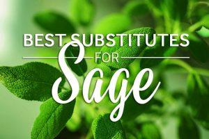 Best Substitute For Sage? What Can You Use And Sage Replacements