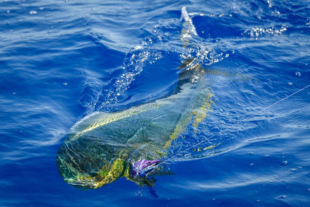 What Does Mahi Mahi Taste Like: What's The Best About It?